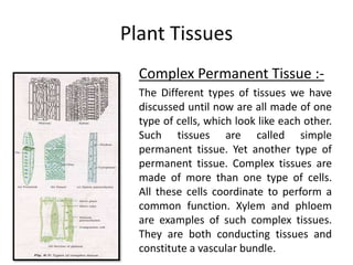 Plants and Animals Tissues | PPTX