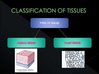 Tissues | PPTX