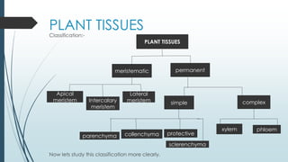 Tissues | PPT