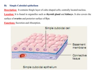 Tissues | PPTX