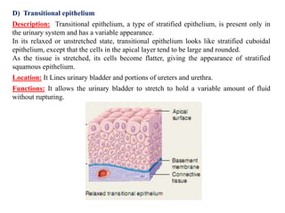 Tissues | PPTX