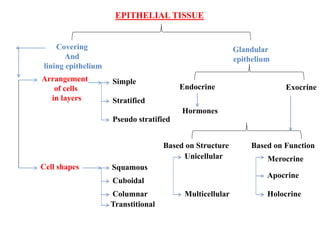 Epithelial Tissue Flow Chart