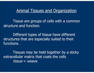 Animal Tissues | PDF