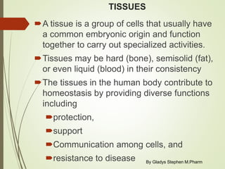 Human Body Tissues And Their Functions