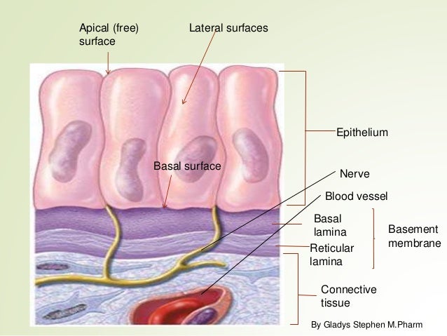 Apical And Basal Surface – Apical Basal Polarity Definition – OHZC