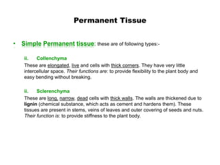 Tissues | PPT