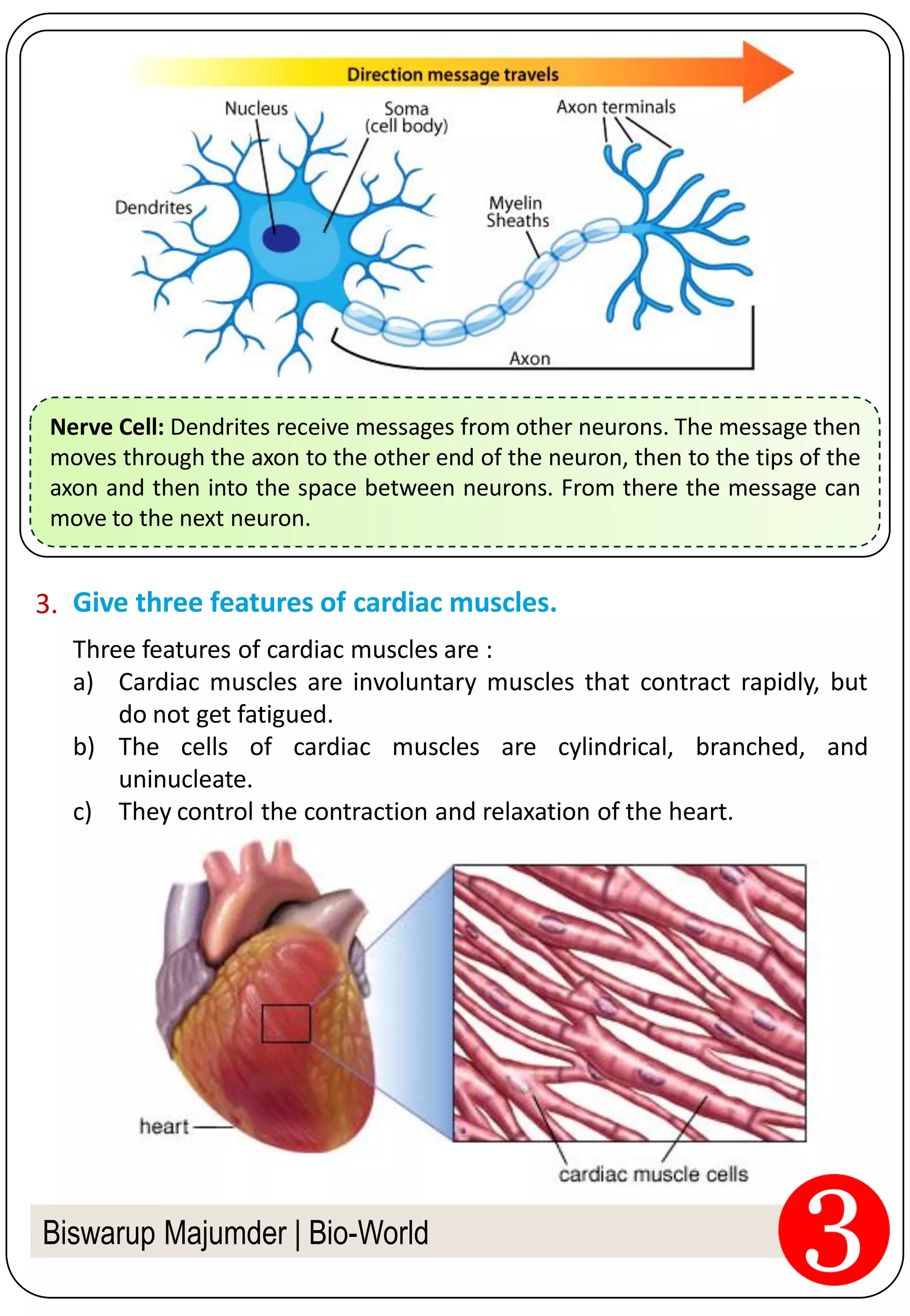 NCERT Solutions | Class IX | Science (Biology) | Chapter 6 | Tissues | PDF