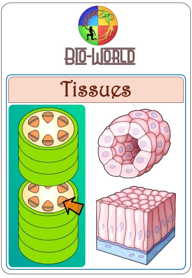 NCERT Solutions | Class IX | Science (Biology) | Chapter 6 | Tissues