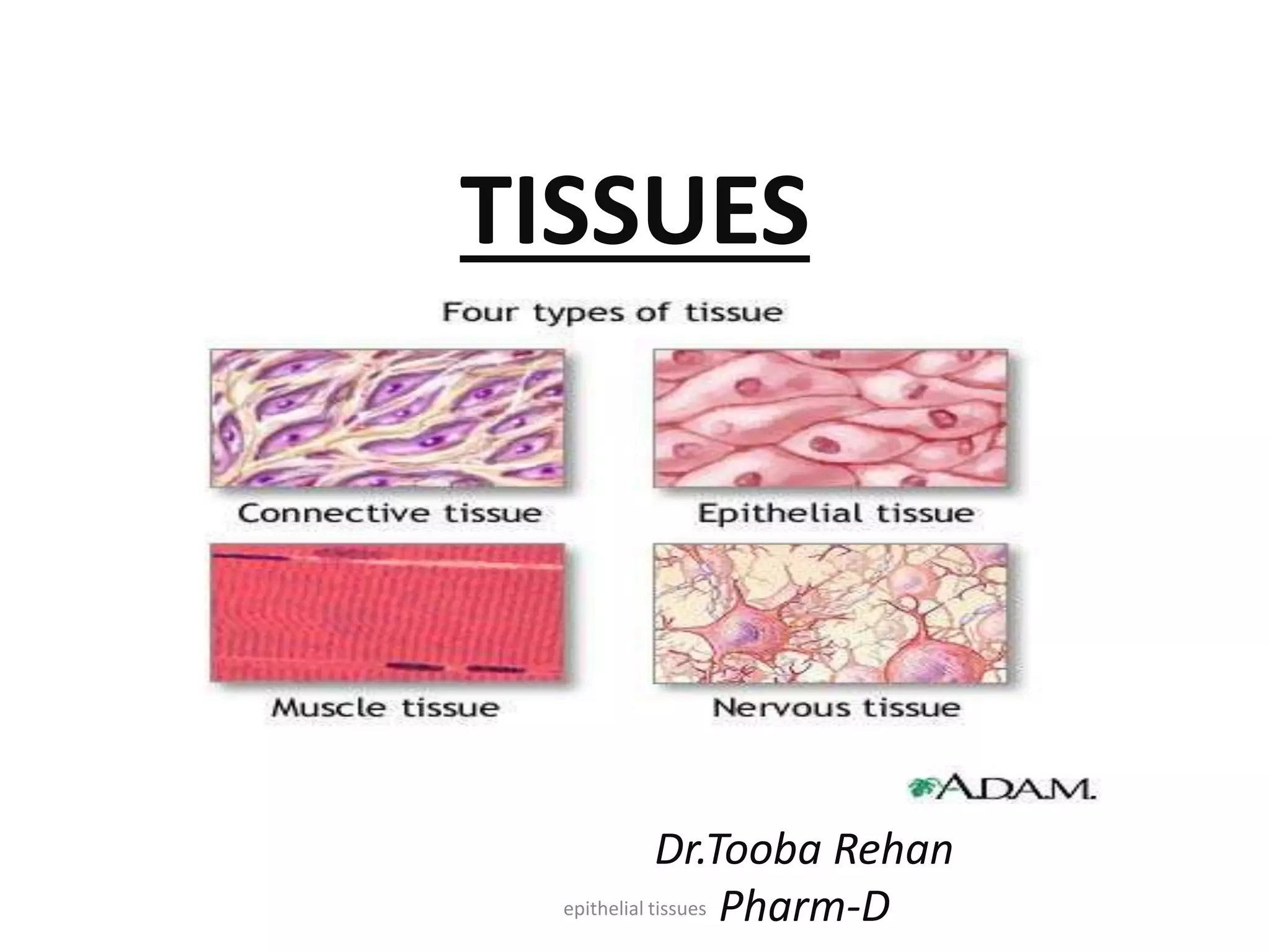 Tissues | PPTX
