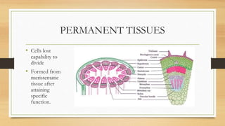 Tissues-I | PPT