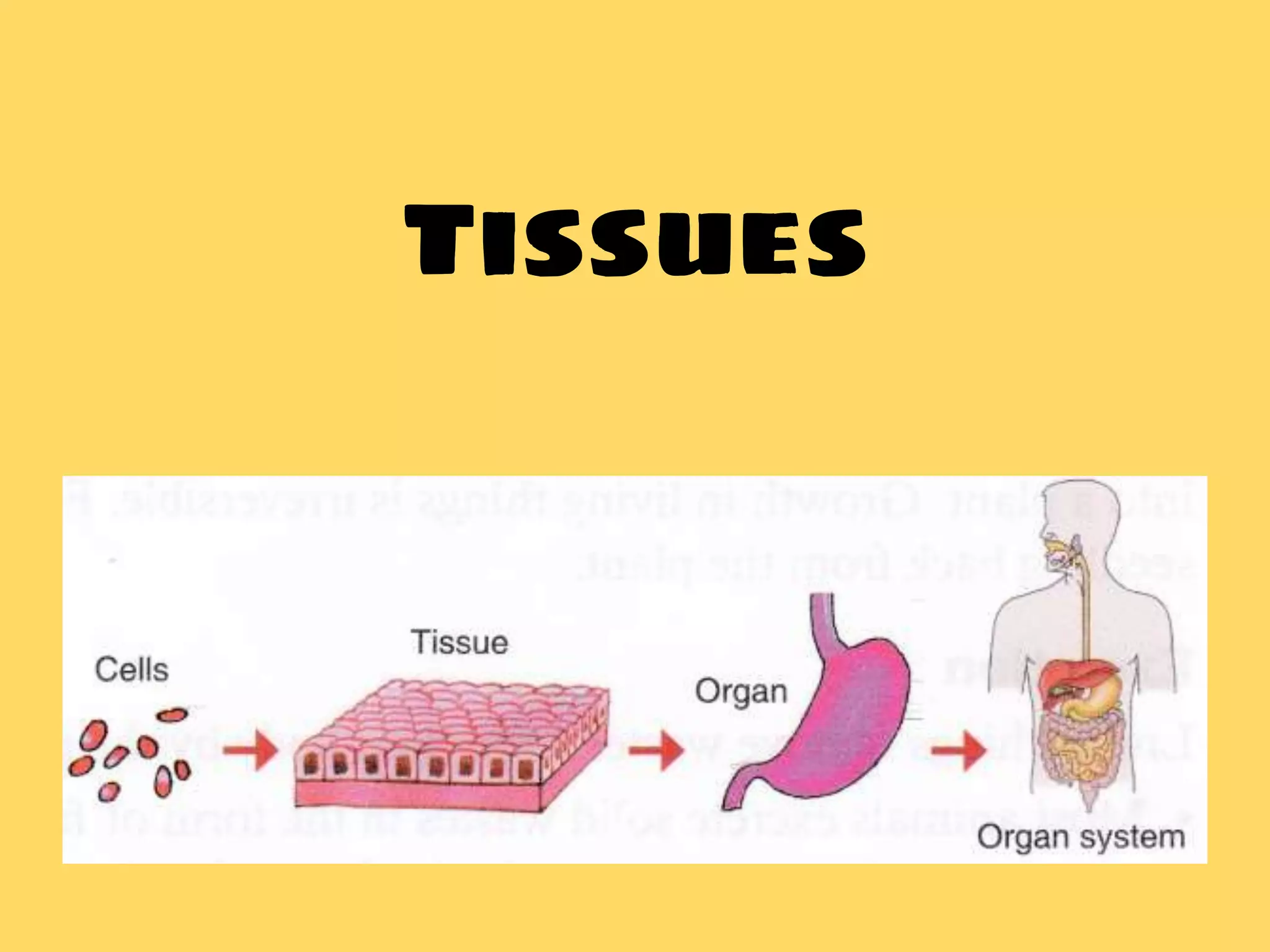 Tissues | PPTX