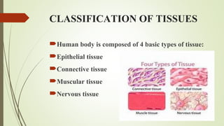 Tissues | PPT