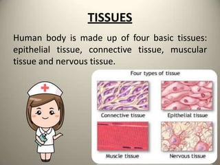 Tissues | PPT