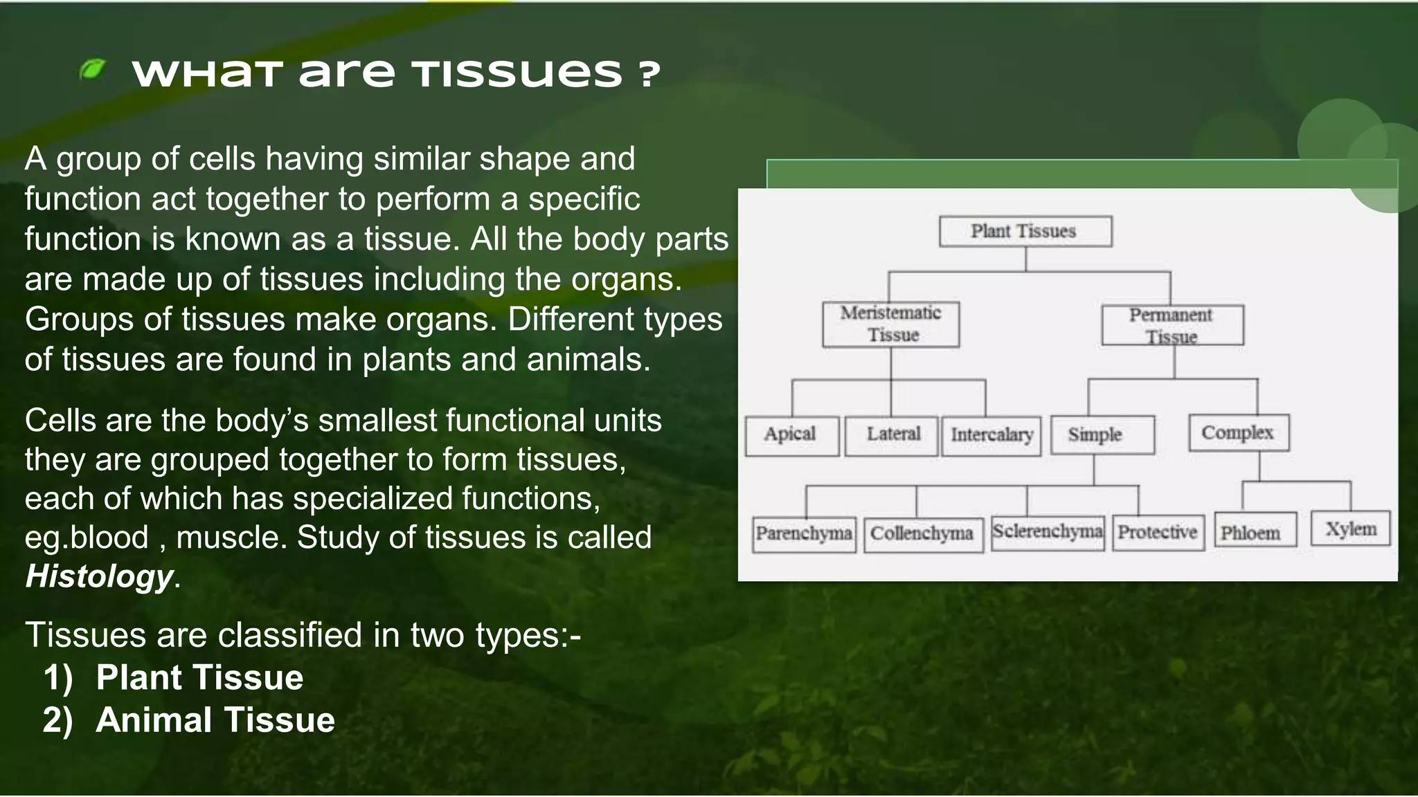 CH-6 Tissues, Class-9 | PPTX
