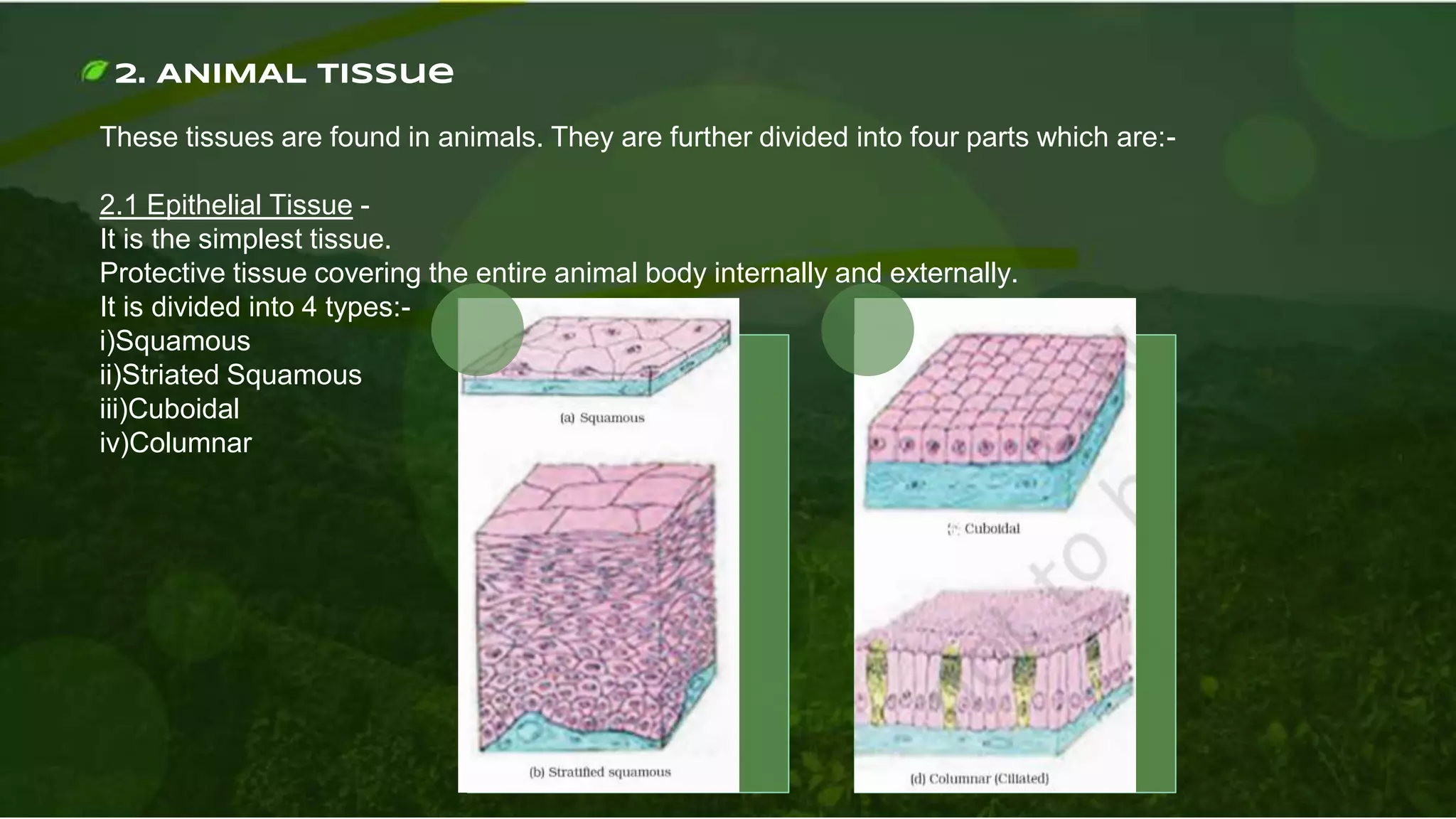 CH-6 Tissues, Class-9 | PPTX