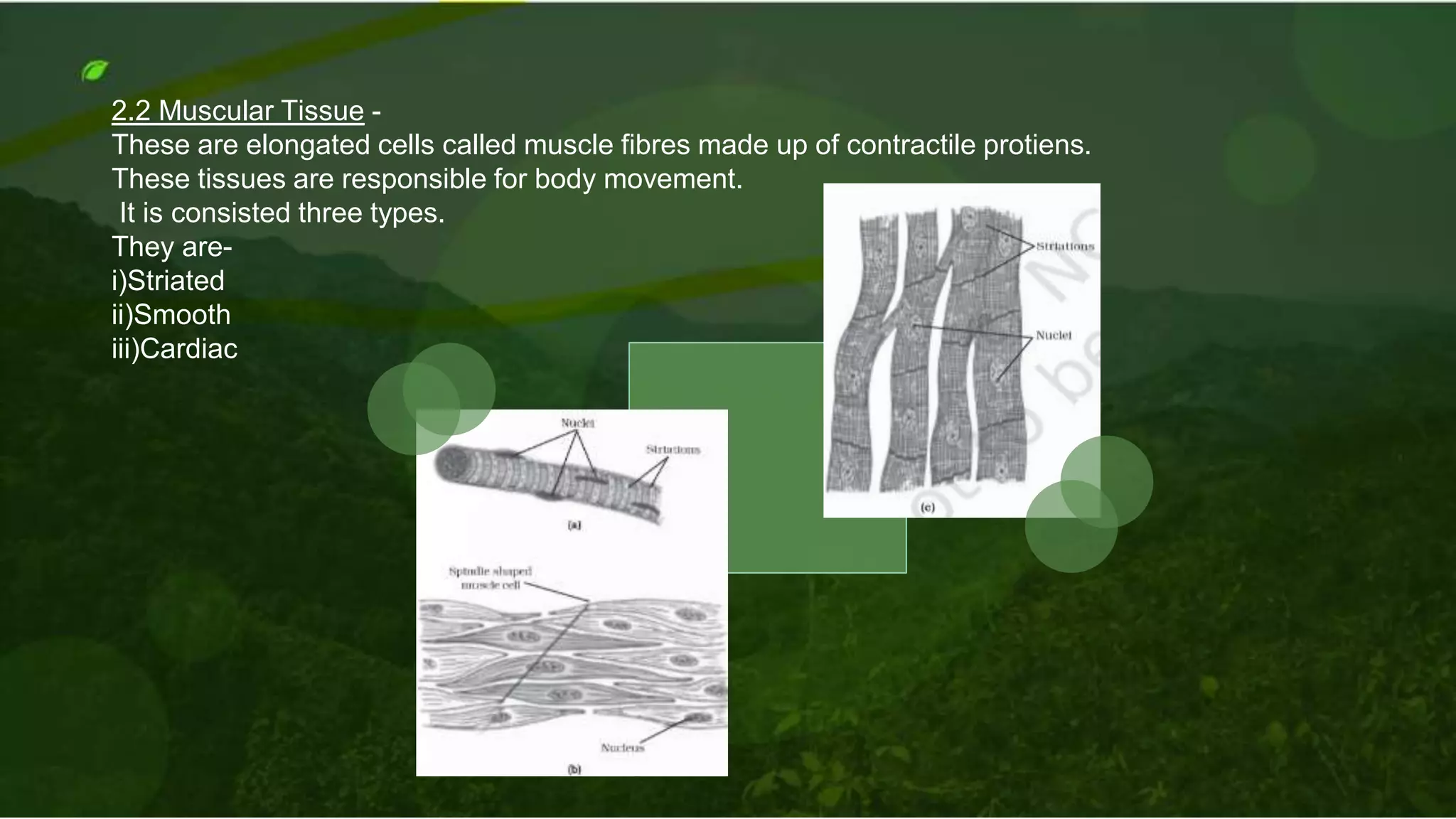 CH-6 Tissues, Class-9 | PPTX