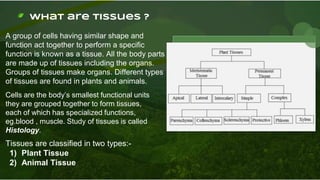 CH-6 Tissues, Class-9 | PPTX