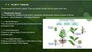 CH-6 Tissues, Class-9 | PPTX