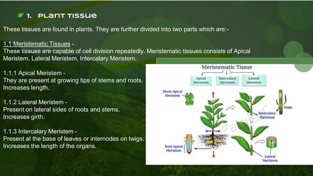 CH-6 Tissues, Class-9 | PPTX