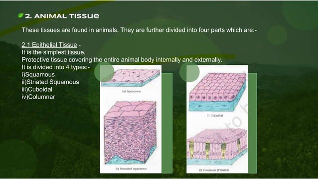 CH-6 Tissues, Class-9 | PPTX