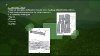 CH-6 Tissues, Class-9 | PPTX