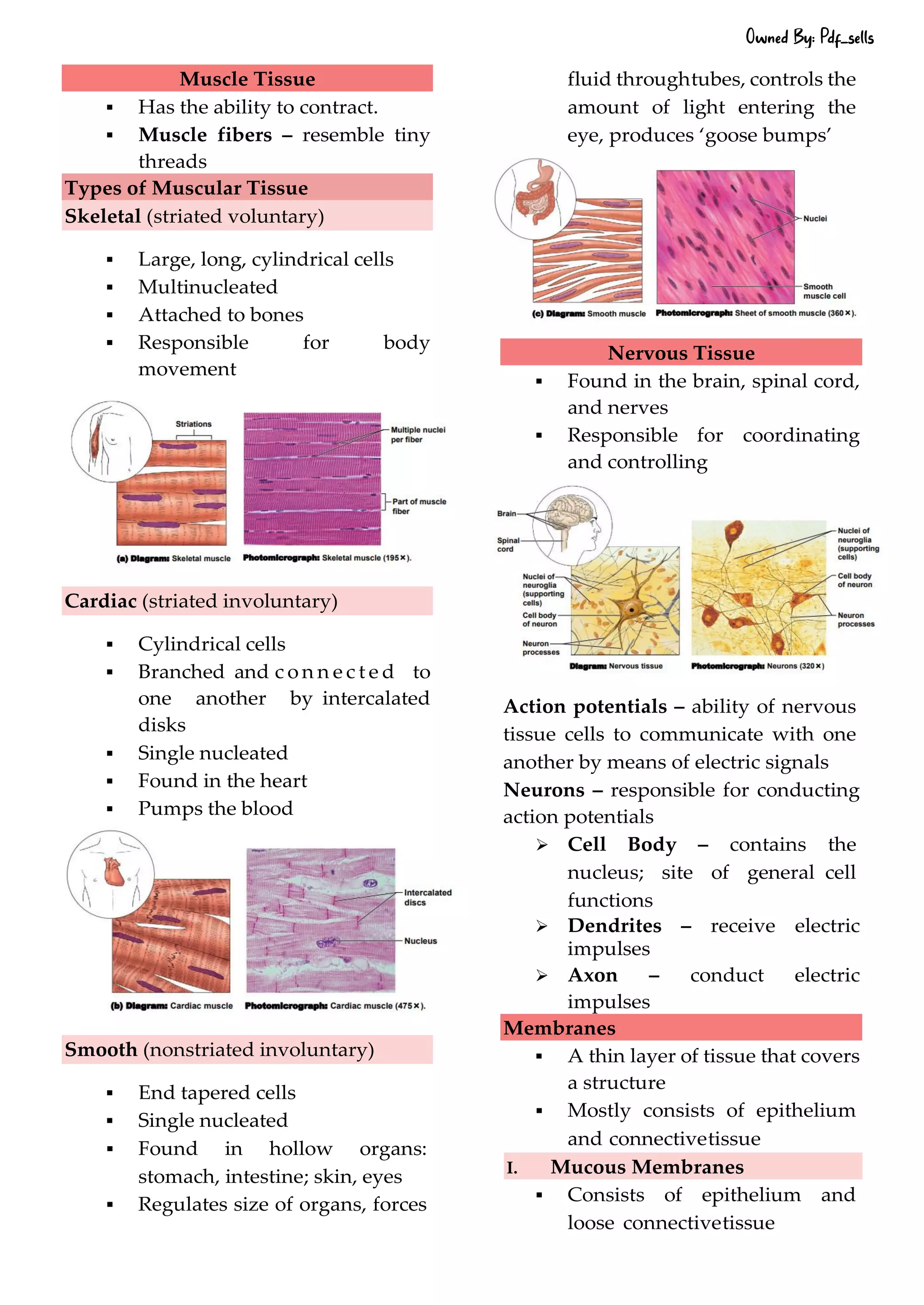 TISSUES.pdf | Biological Sciences | Science