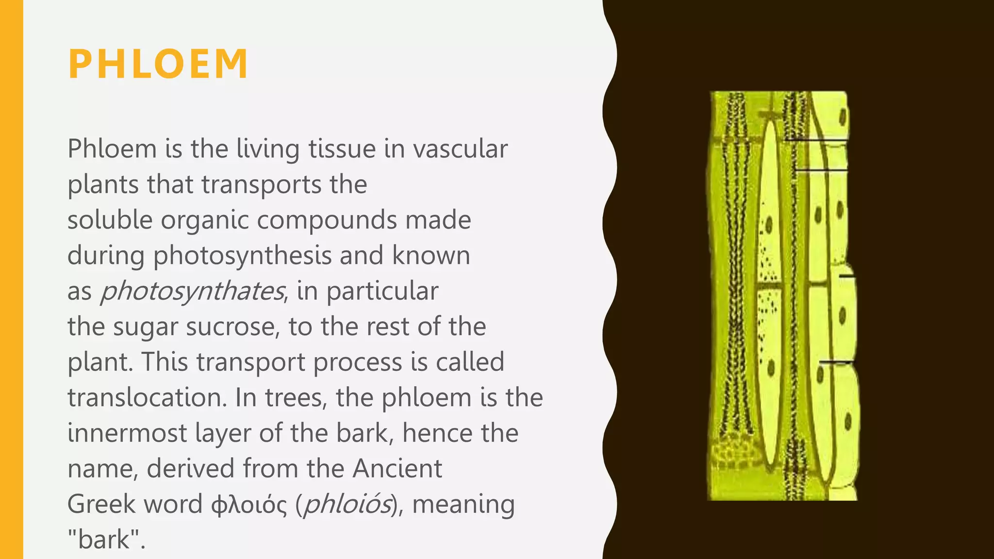 Plant tissues | PPTX