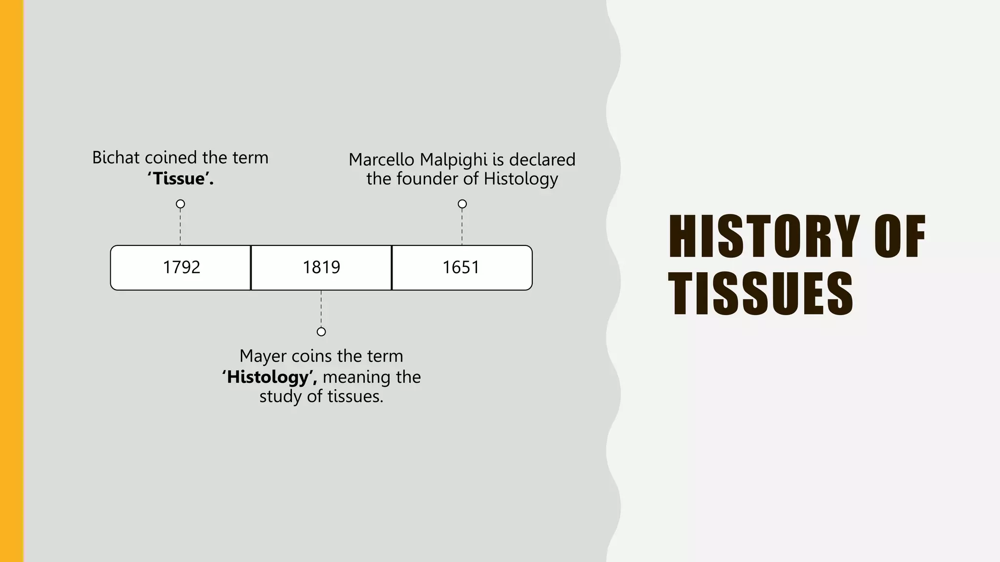 Plant tissues | PPTX