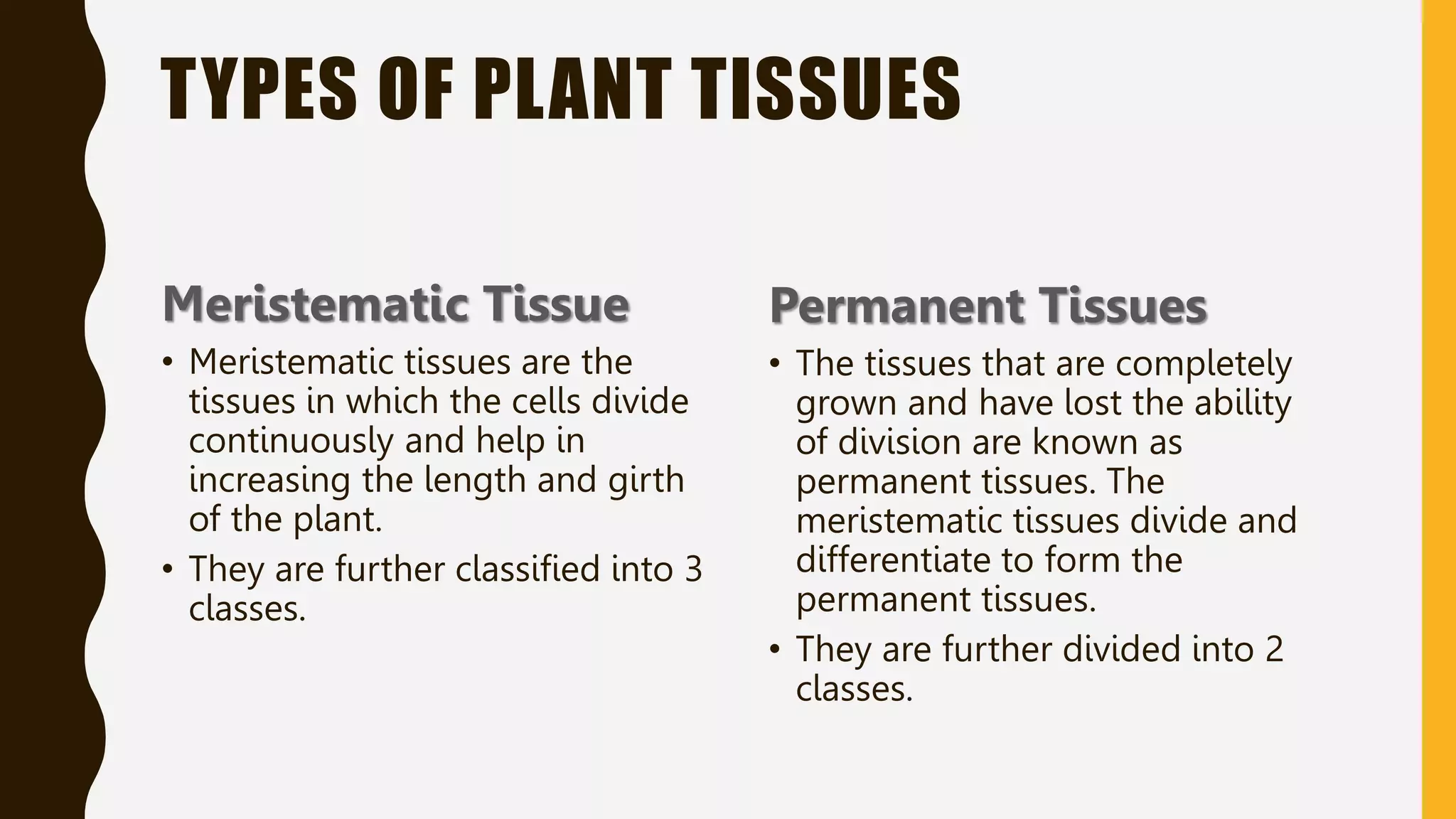 Plant tissues | PPTX