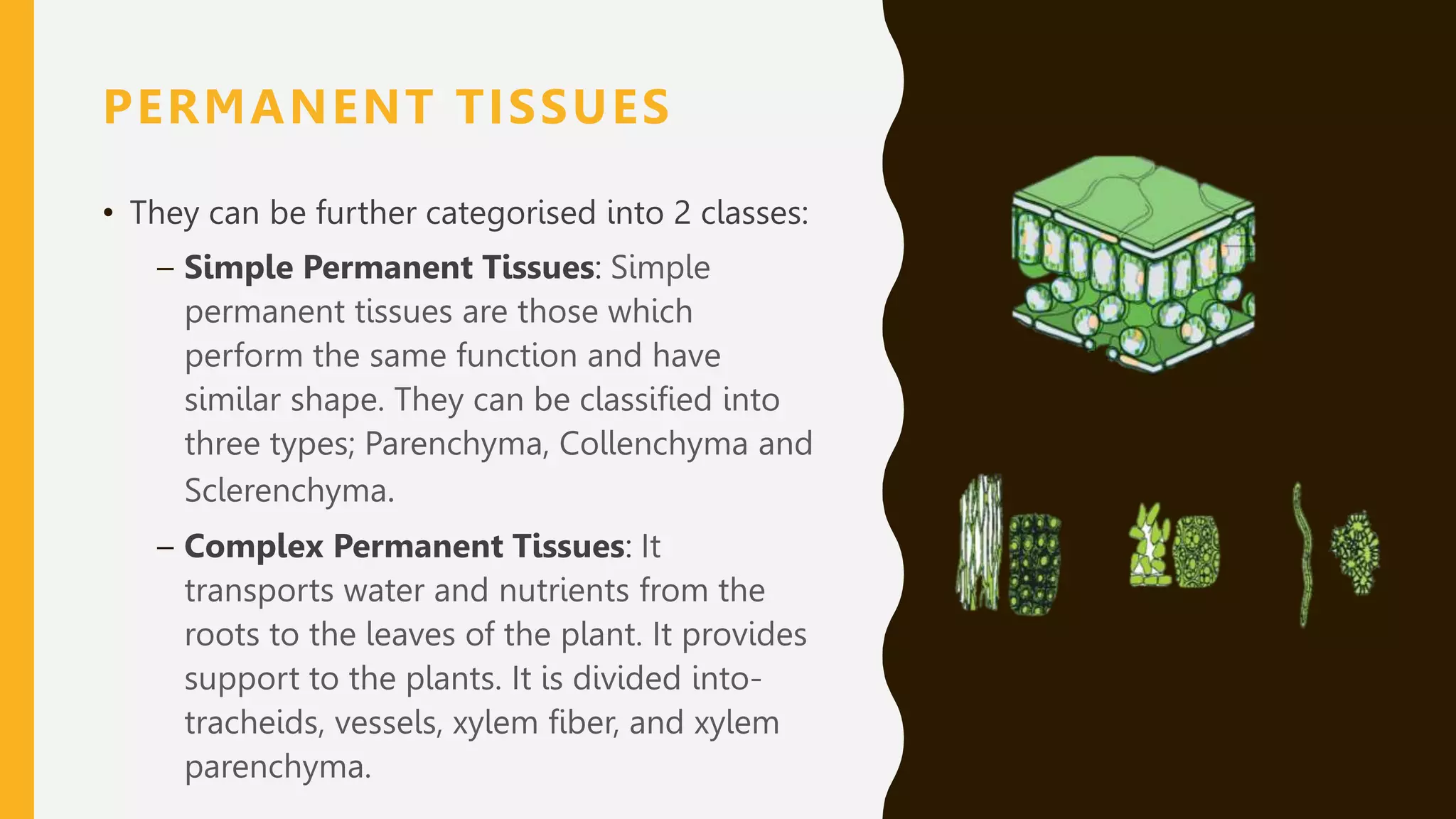 Plant tissues | PPTX