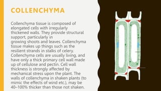 Plant tissues | PPTX