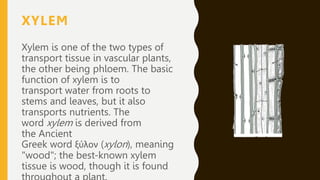 Plant tissues | PPTX