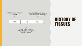 Plant tissues | PPTX