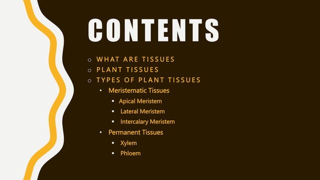 Plant tissues | PPTX