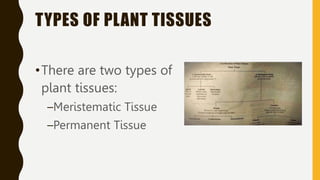 Plant tissues | PPTX