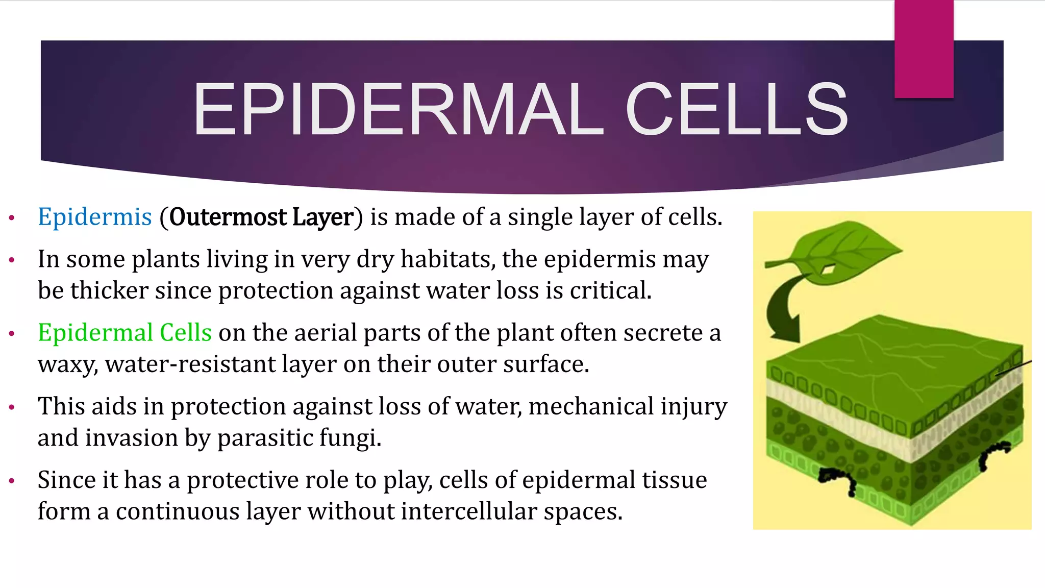 TISSUES Class - 9th | PPTX