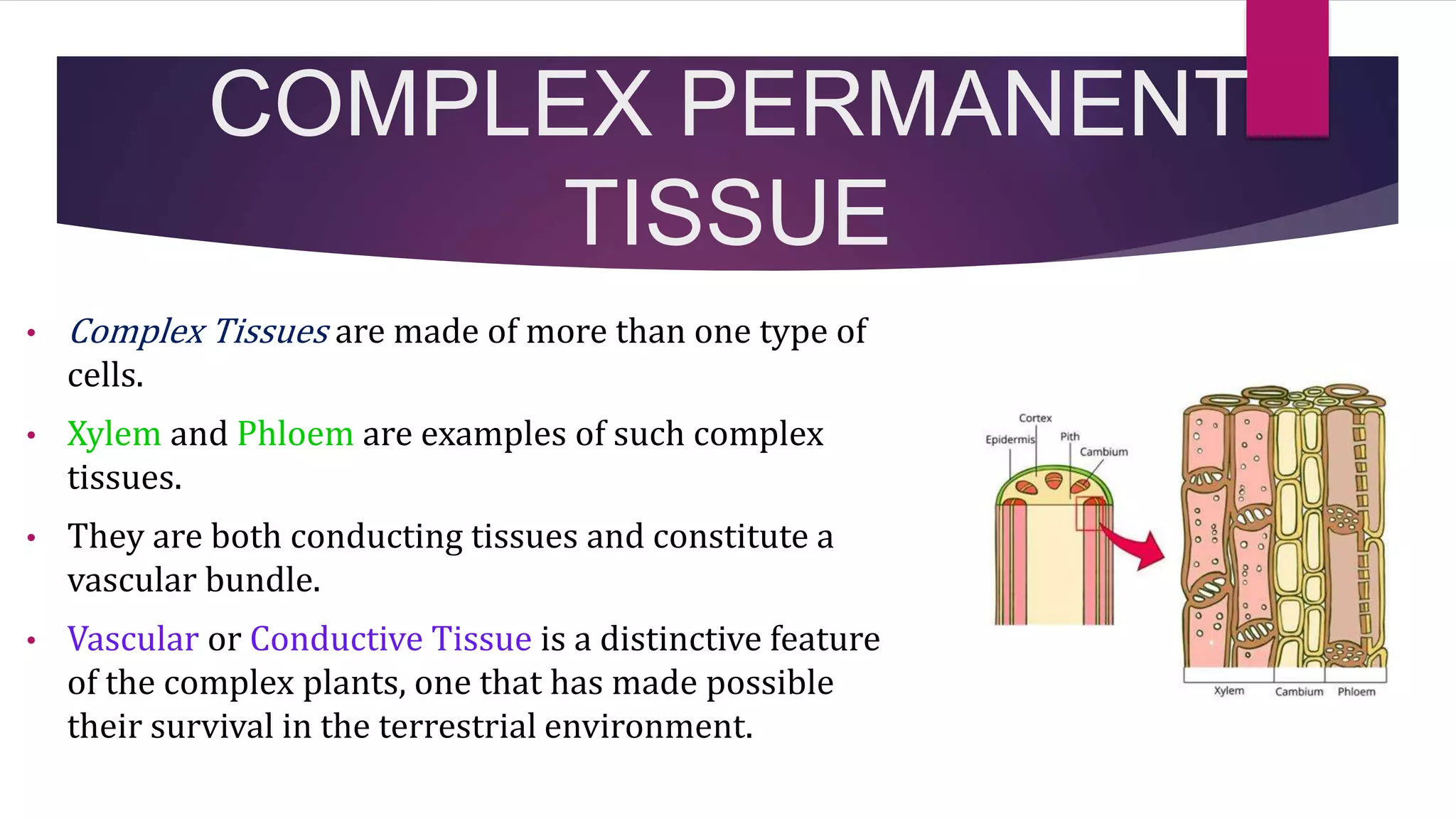 TISSUES Class - 9th | PPTX