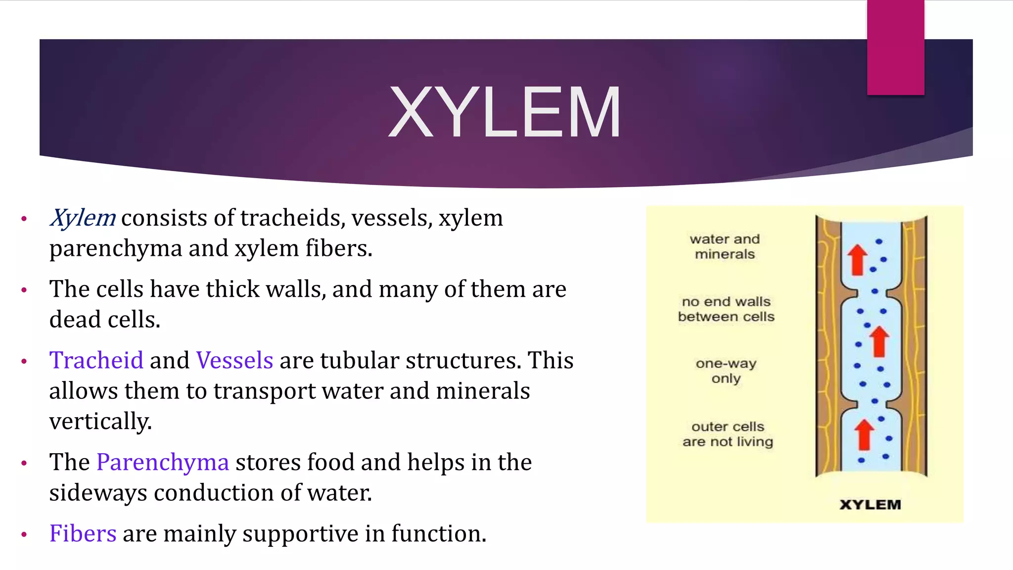 TISSUES Class - 9th | PPTX