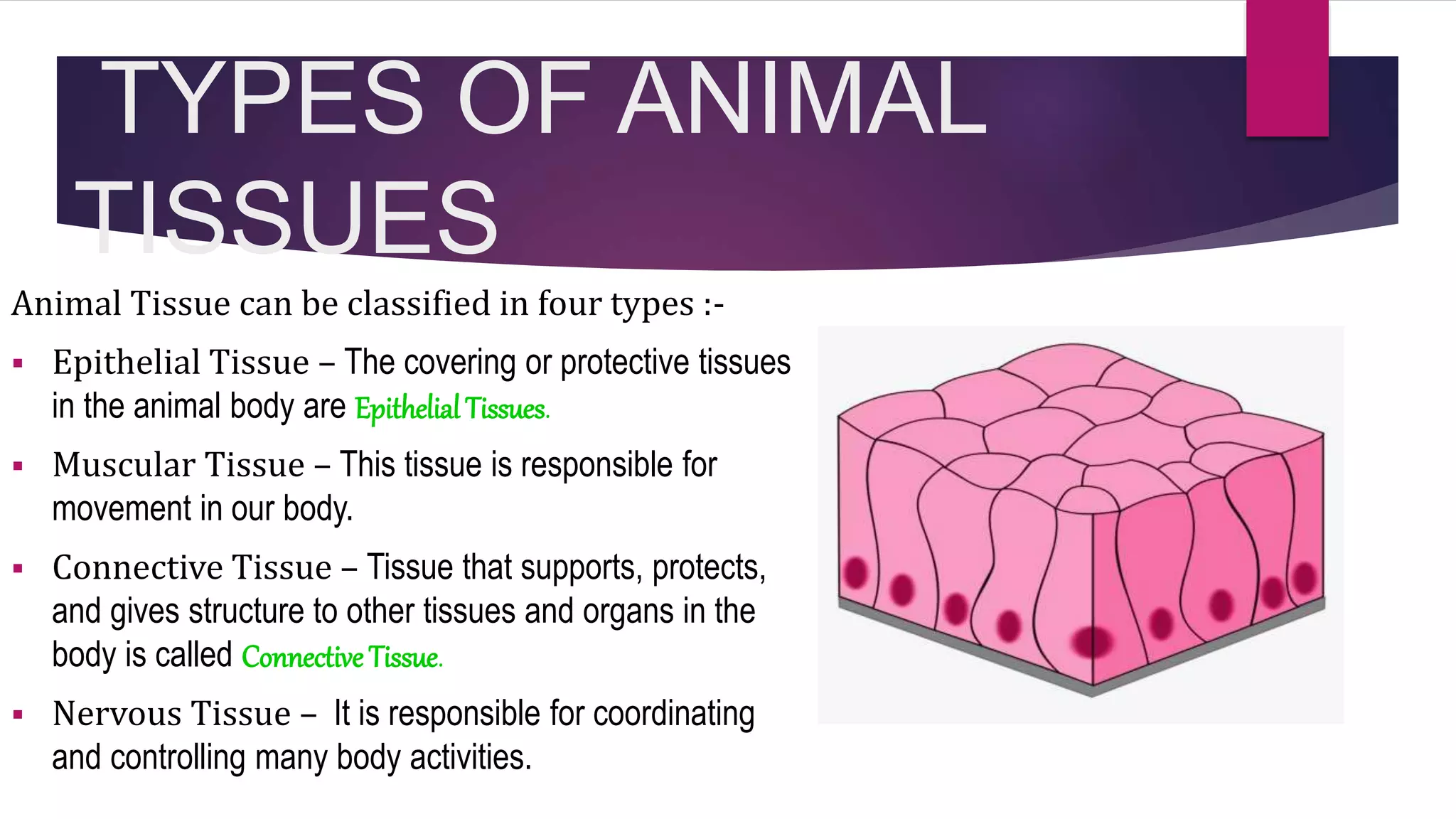 TISSUES Class - 9th | PPTX
