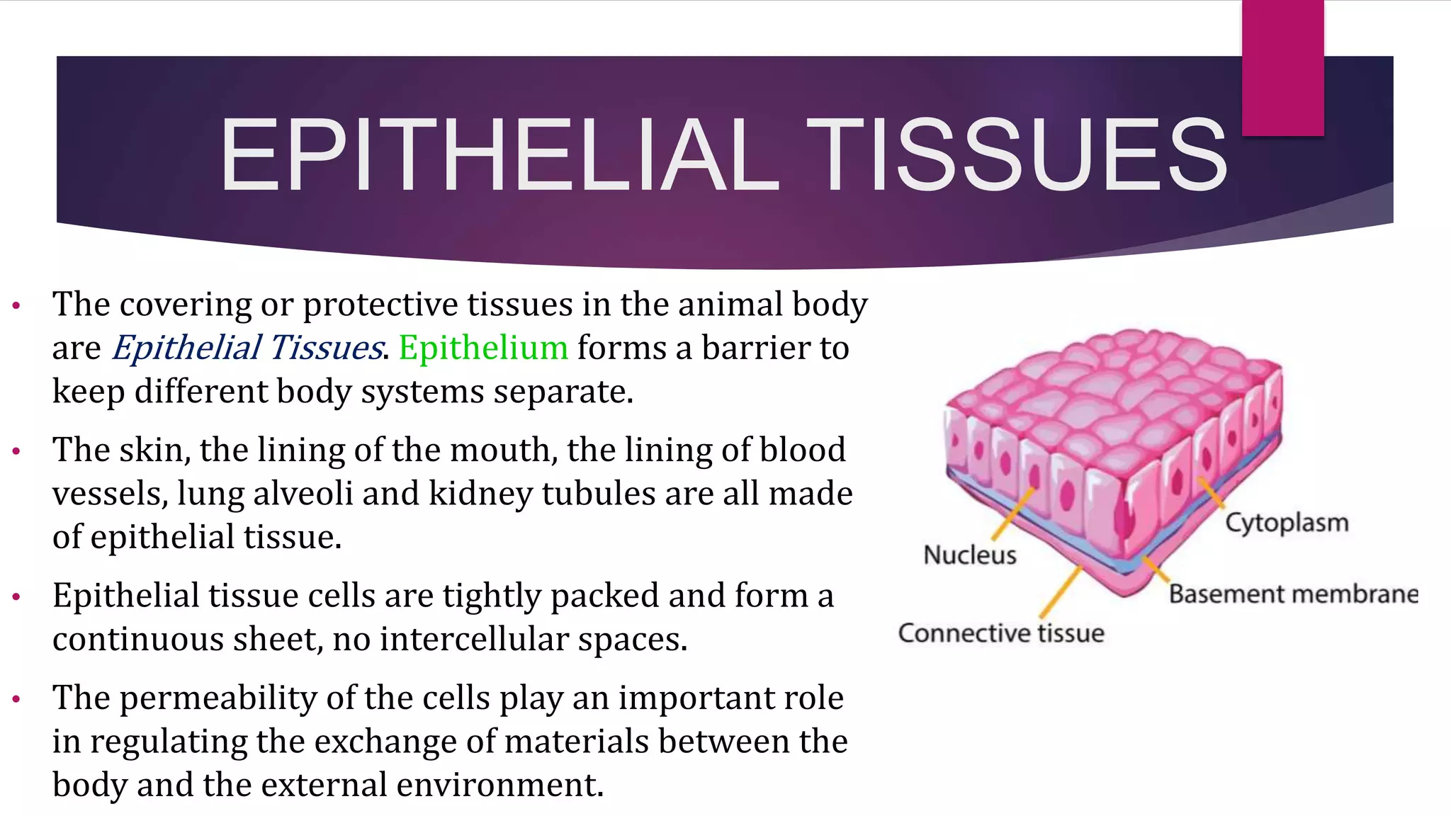 TISSUES Class - 9th | PPTX