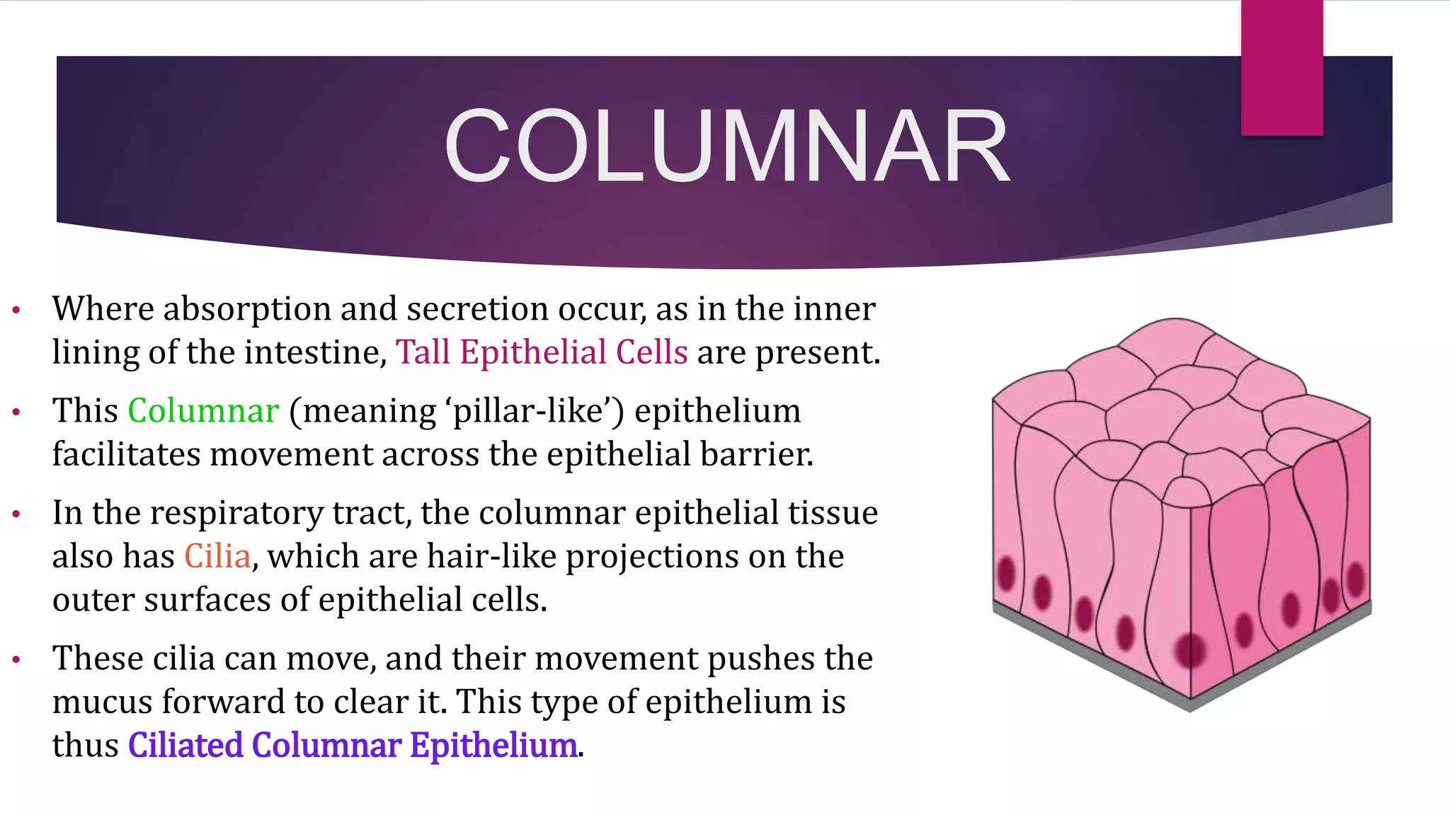 TISSUES Class - 9th | PPTX