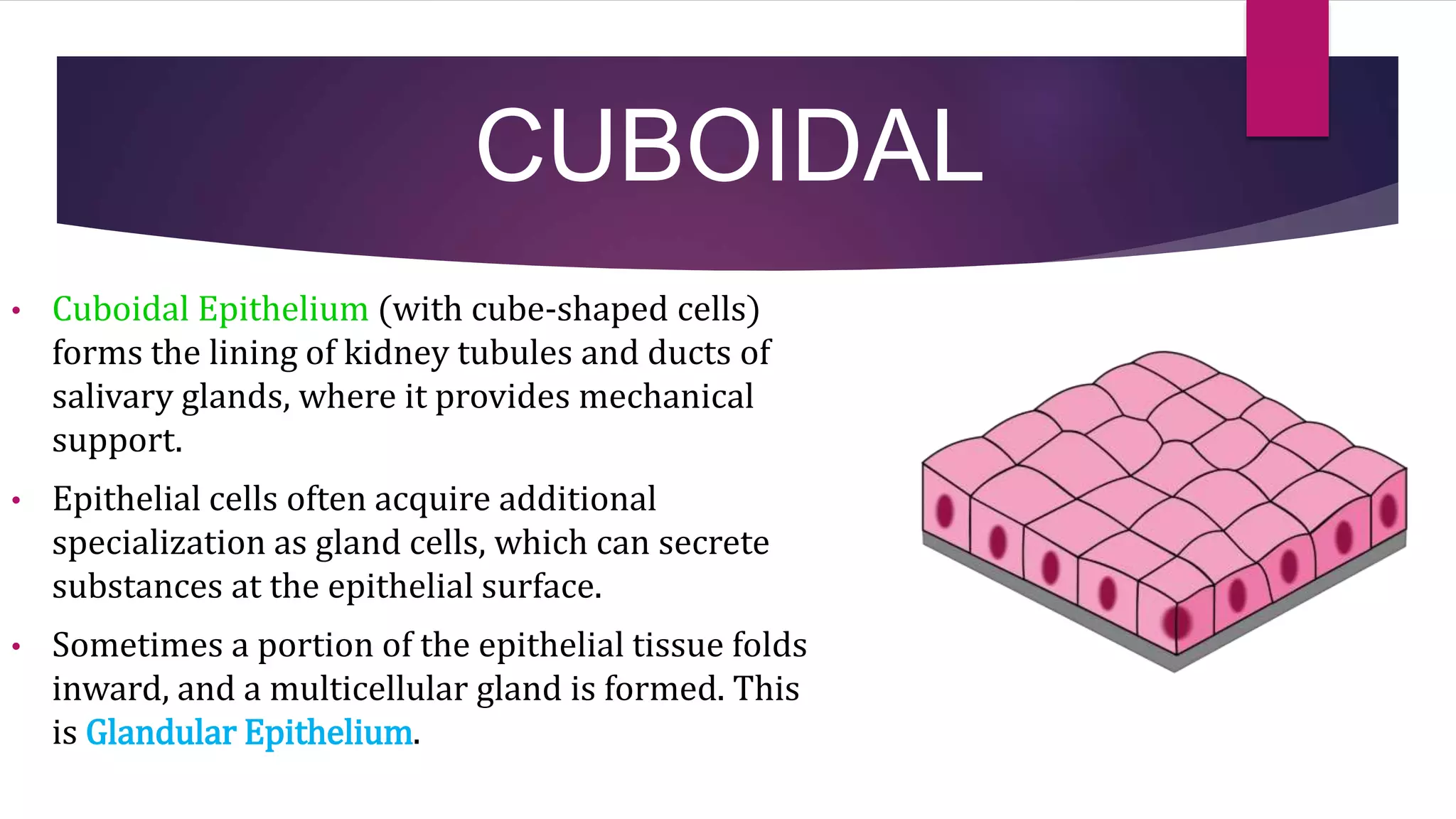 TISSUES Class - 9th | PPTX