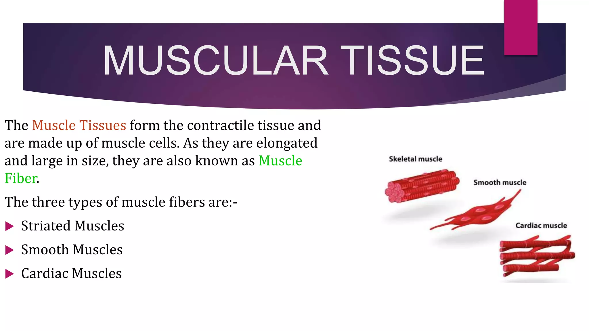TISSUES Class - 9th | PPTX