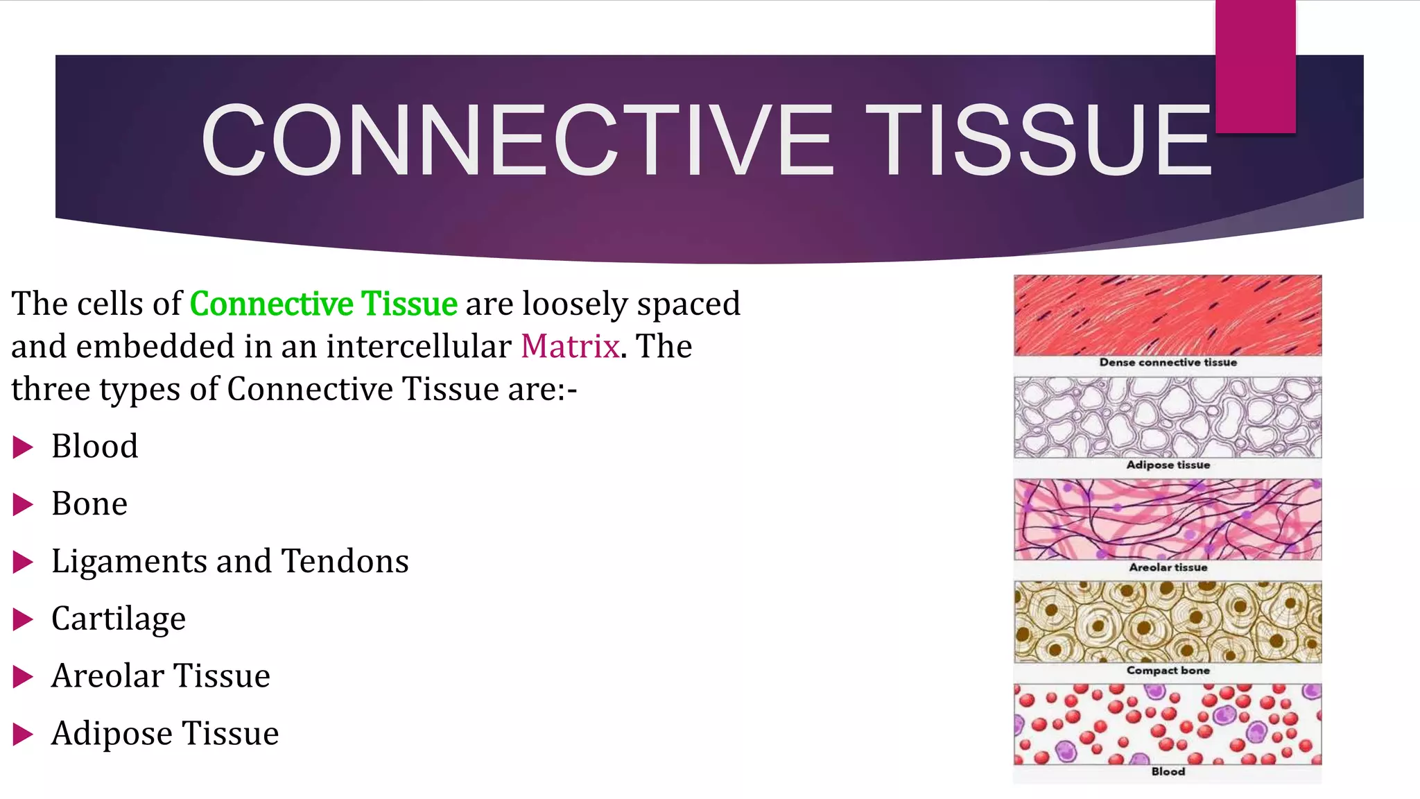 TISSUES Class - 9th | PPTX