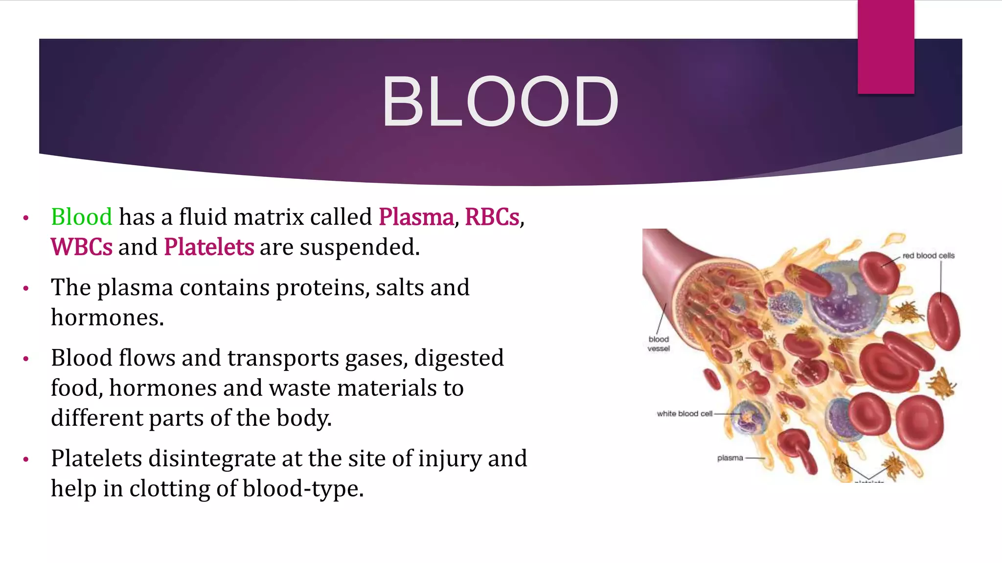TISSUES Class - 9th | PPTX