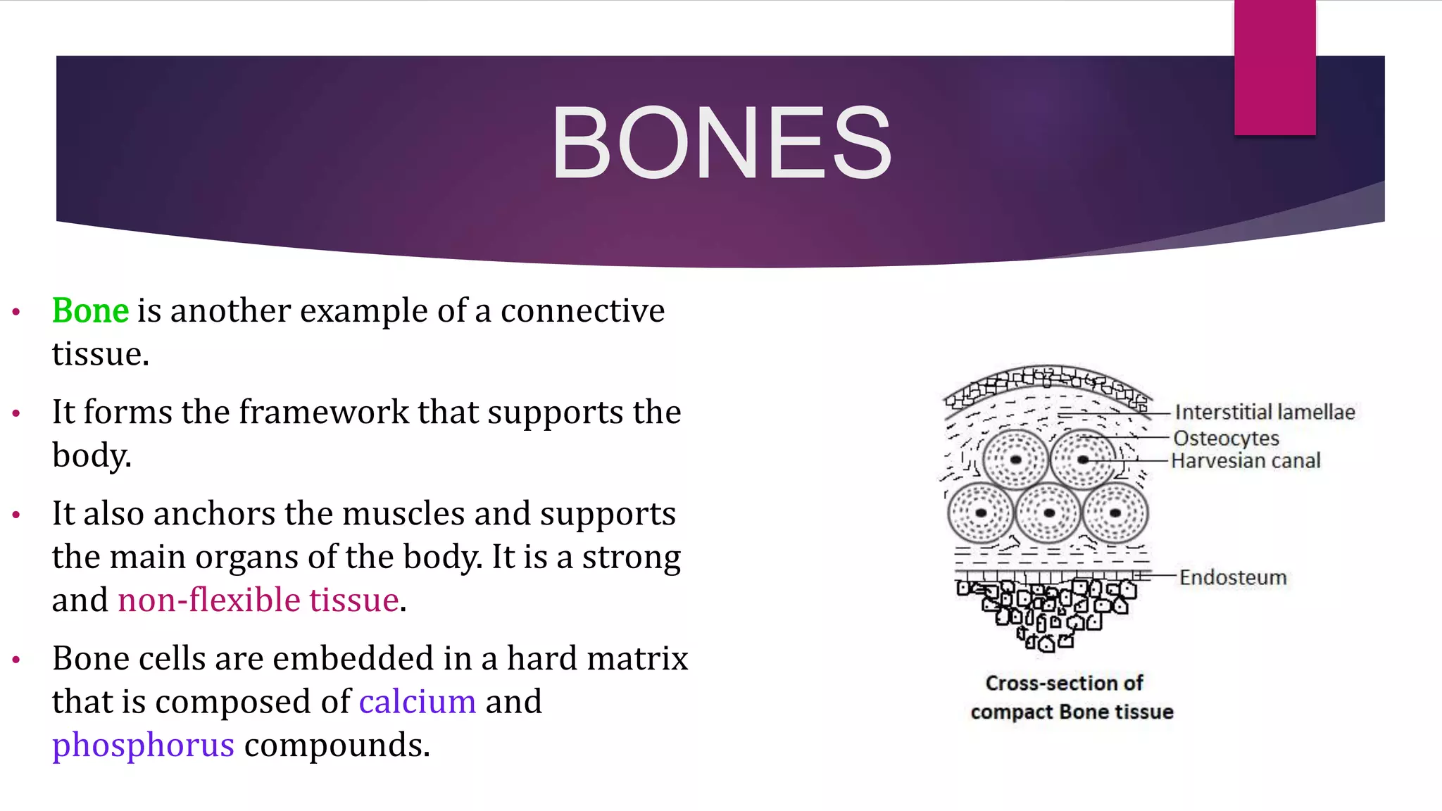 TISSUES Class - 9th | PPTX