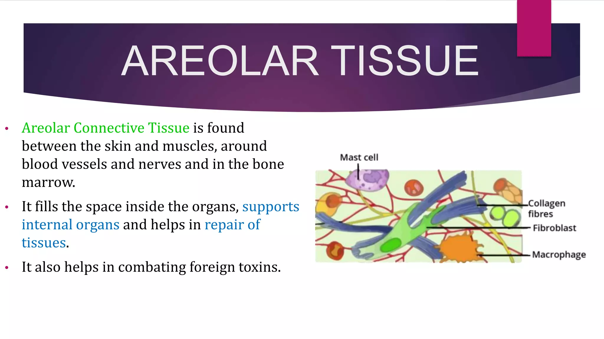 TISSUES Class - 9th | PPTX