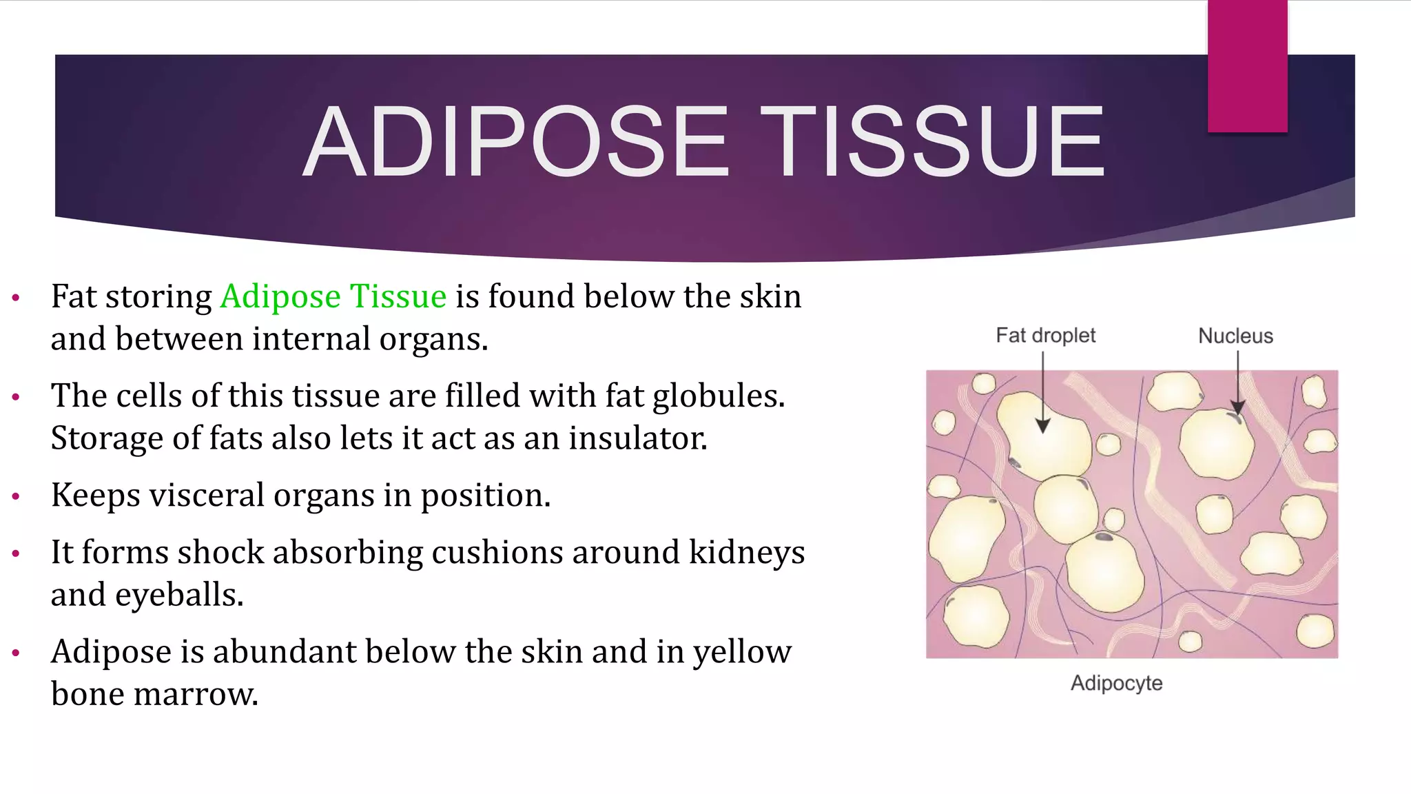 TISSUES Class - 9th | PPTX
