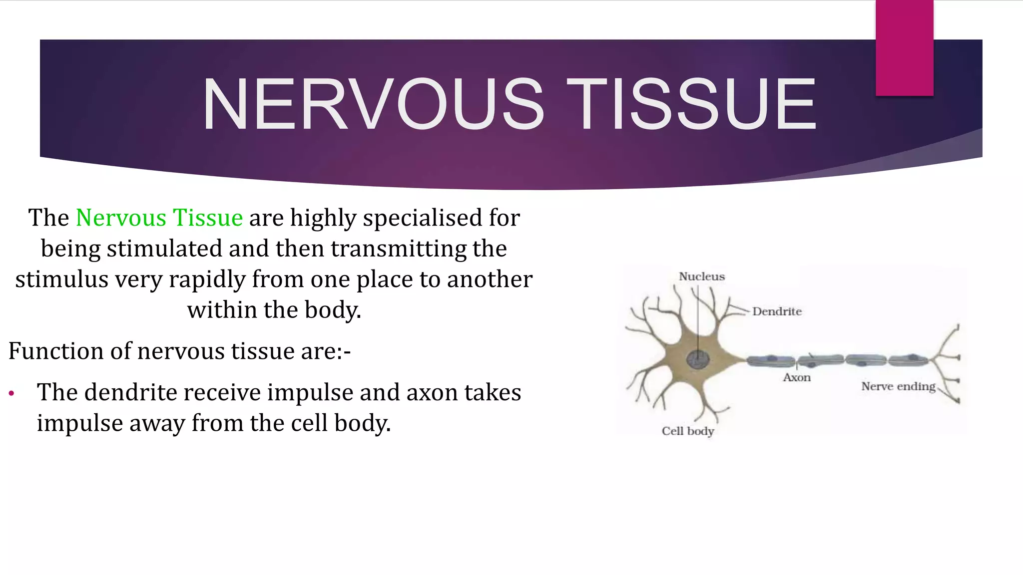 TISSUES Class - 9th | PPTX