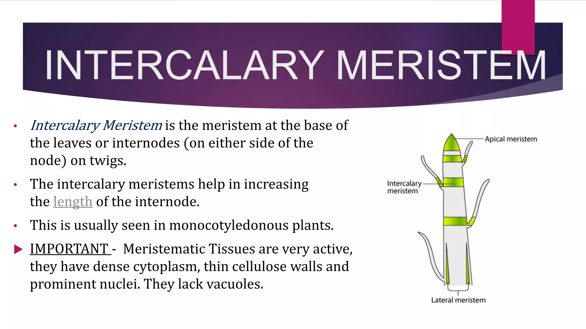 TISSUES Class - 9th | PPTX
